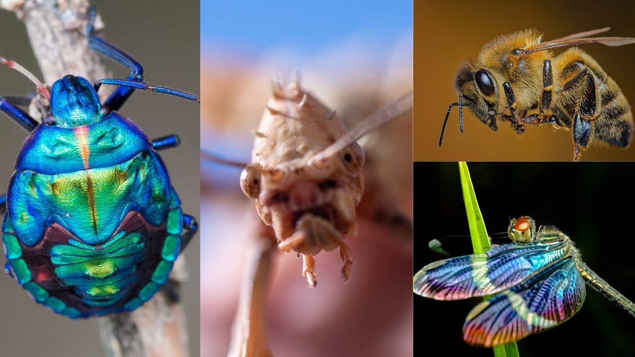 19 INCREDIBLE Insect Facts - YouTube