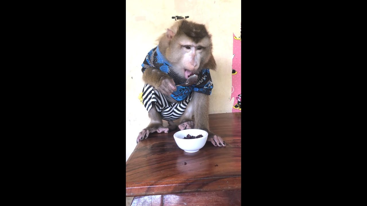 Monkey Jason Enjoys Black Rice Pudding With Coconut - YouTube