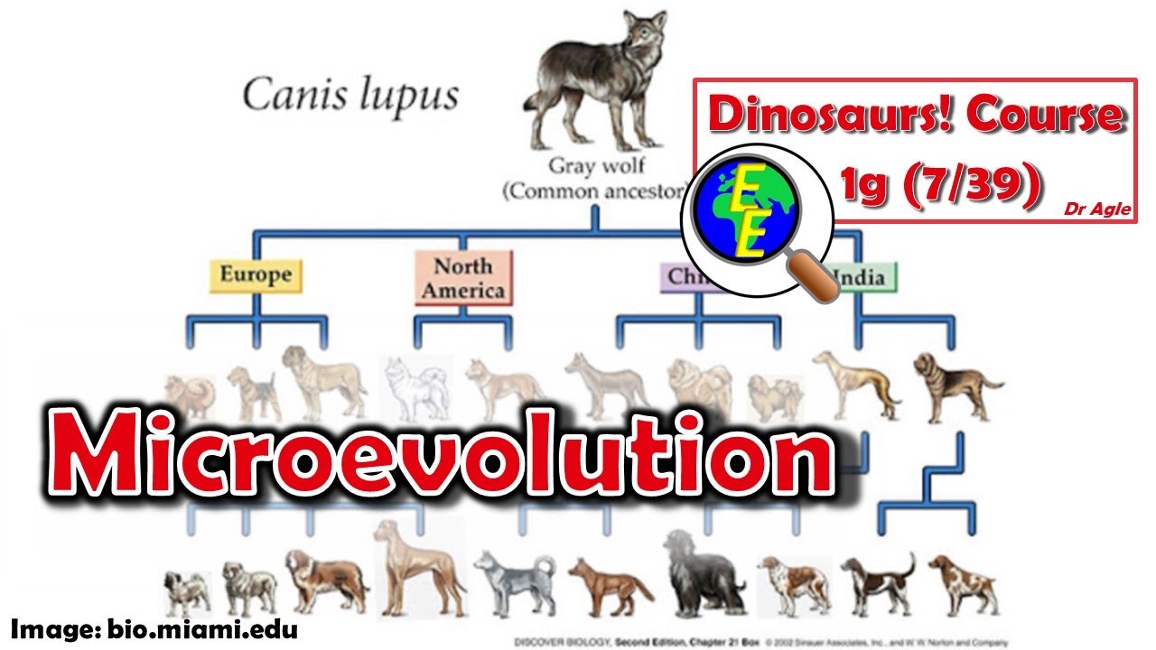 Microevolution: How does a Species evolve? (1g - 7/39) - YouTube