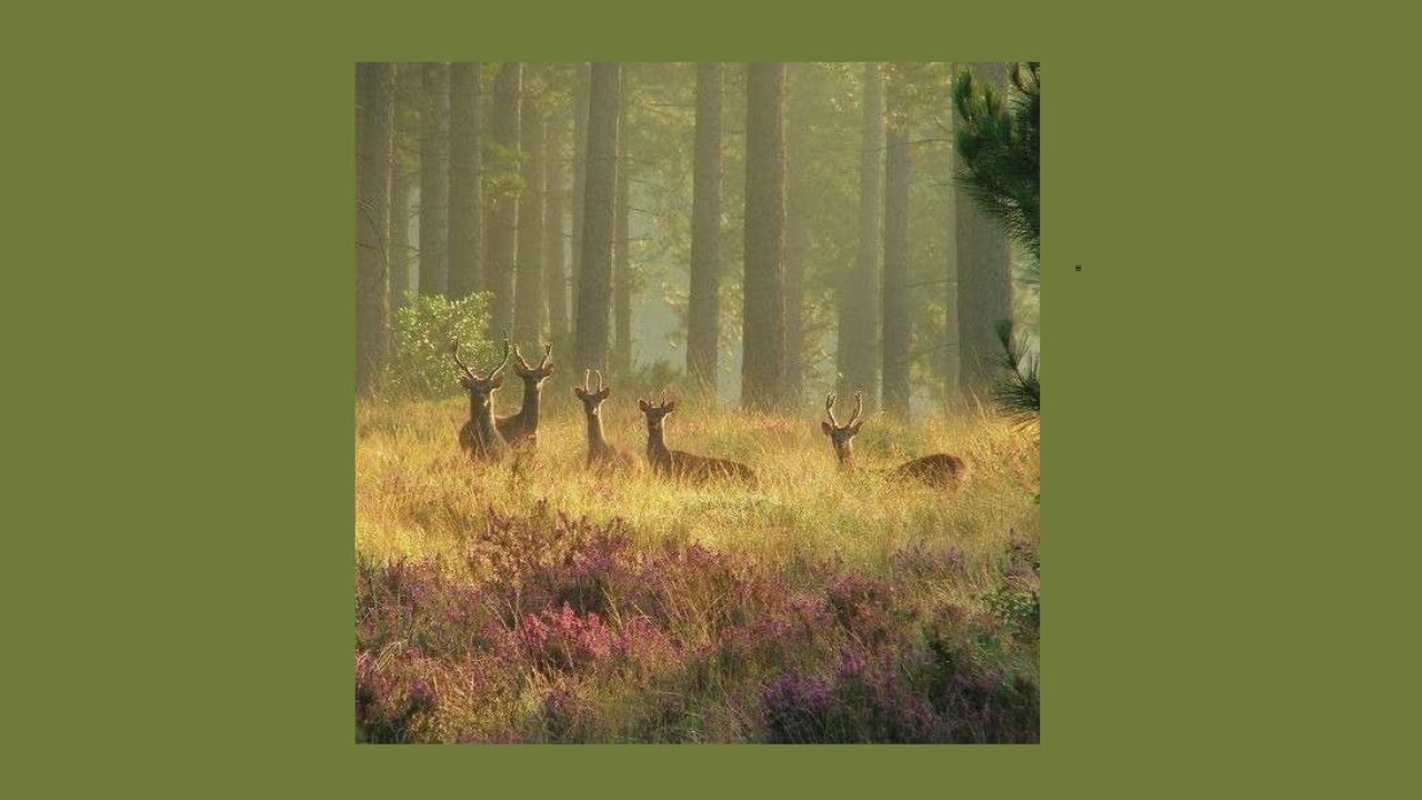 Forest and Fields🌲🌾🌿🦌 - YouTube