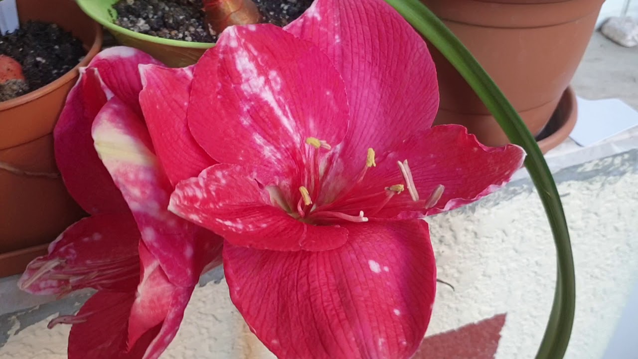 Hippeastrum Pink surprise - YouTube