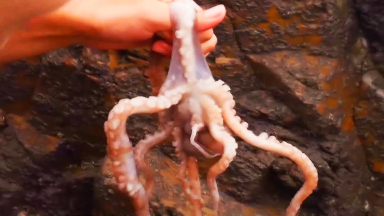 Catch the long-legged octopus in the waves for an exciting experience ...