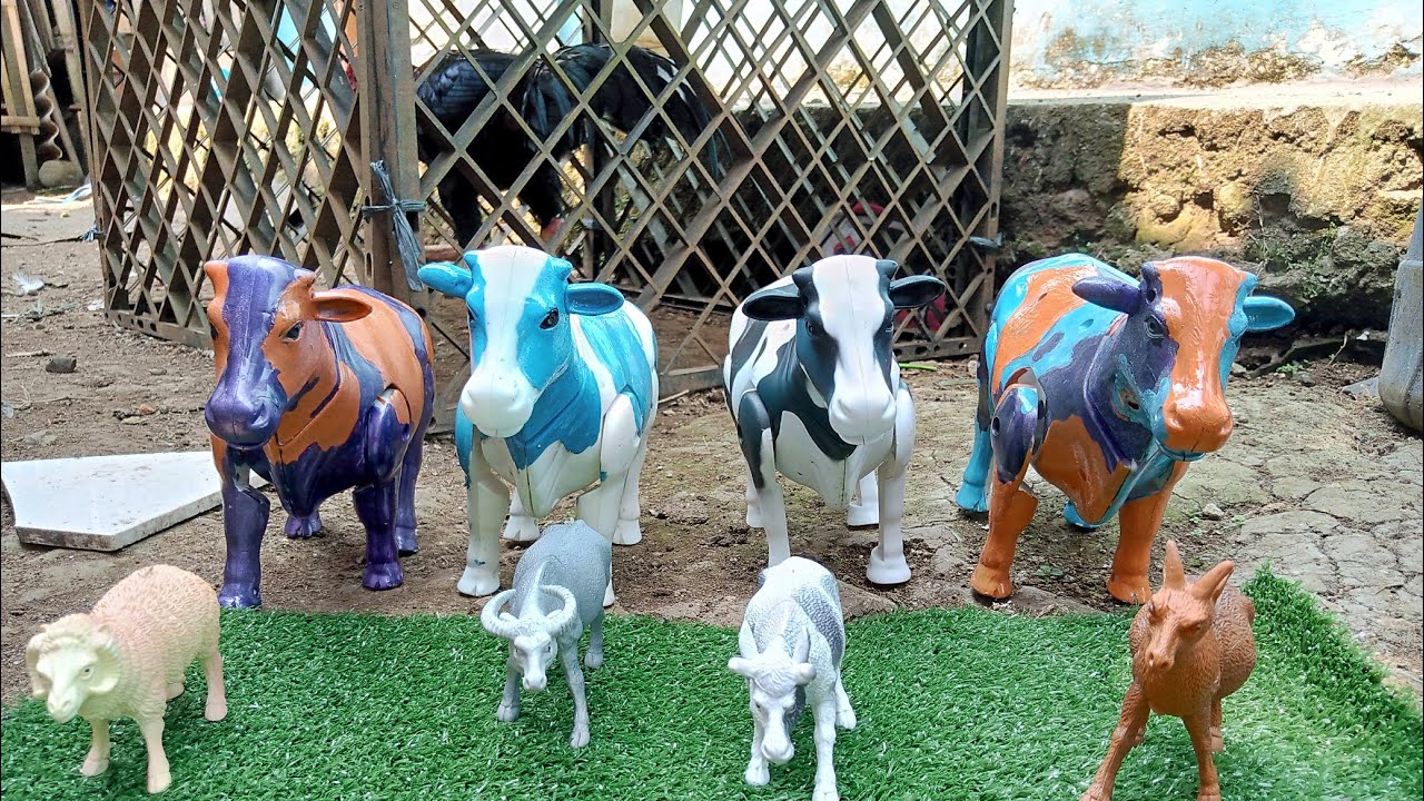 SAPI KABUR DARI KANDANG || SAPI MO, SAPI LIMOSIN, SAPI WARNA WARNI ...