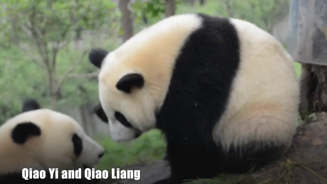 Panda cubbies hug - YouTube
