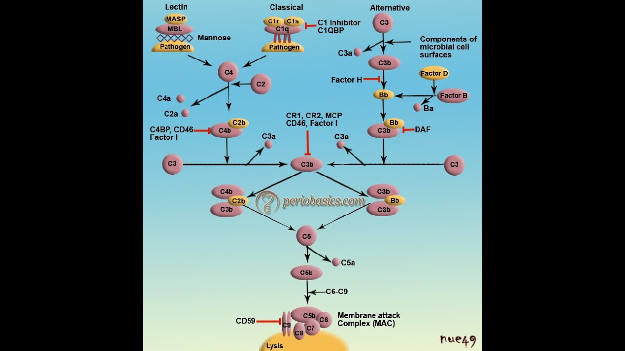 Fish Complement System - YouTube