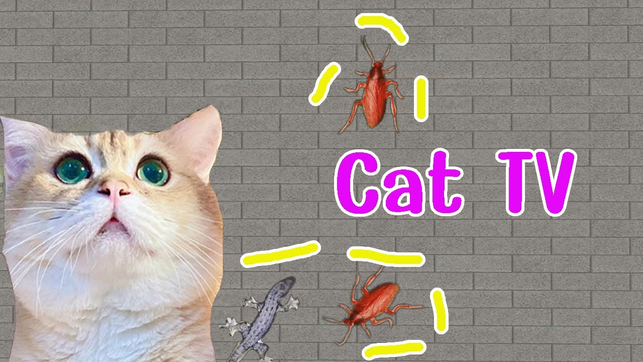 CAT GAMES l Cat game catch the 2 red cockroach and Lizard | CAT TV | 10 ...