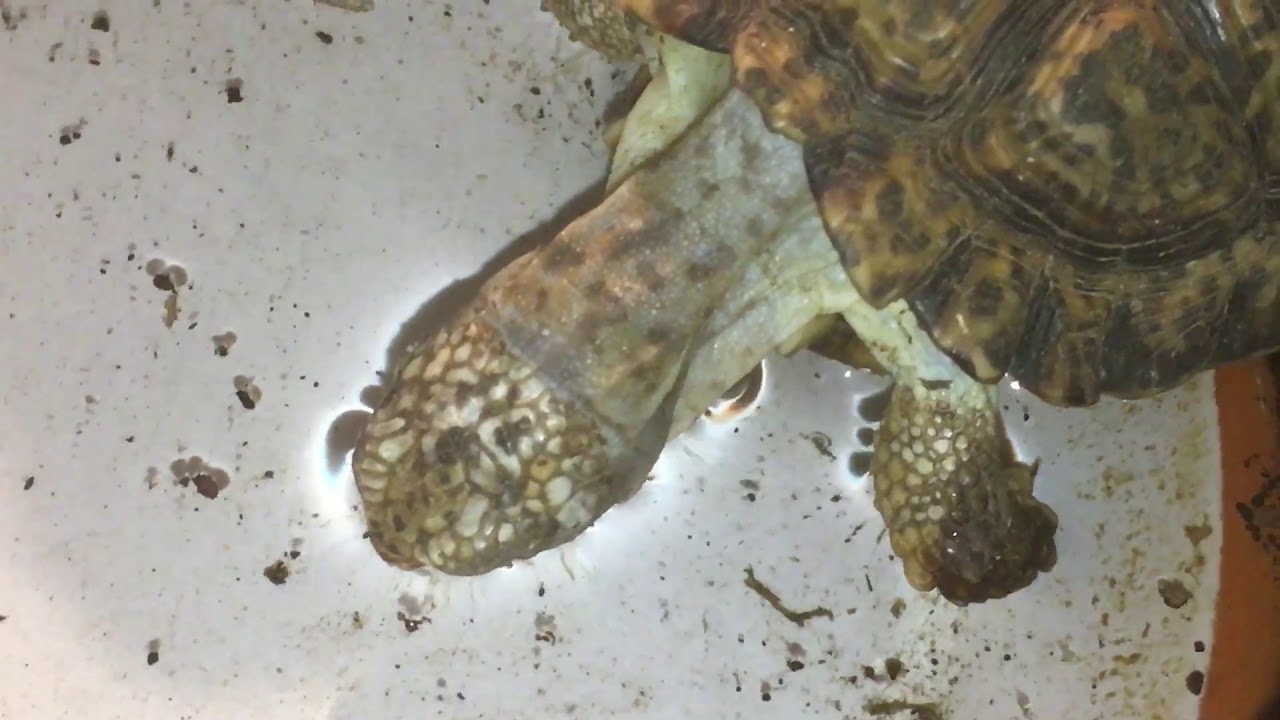 Chersobius (Homopus) signatus having a drink - YouTube