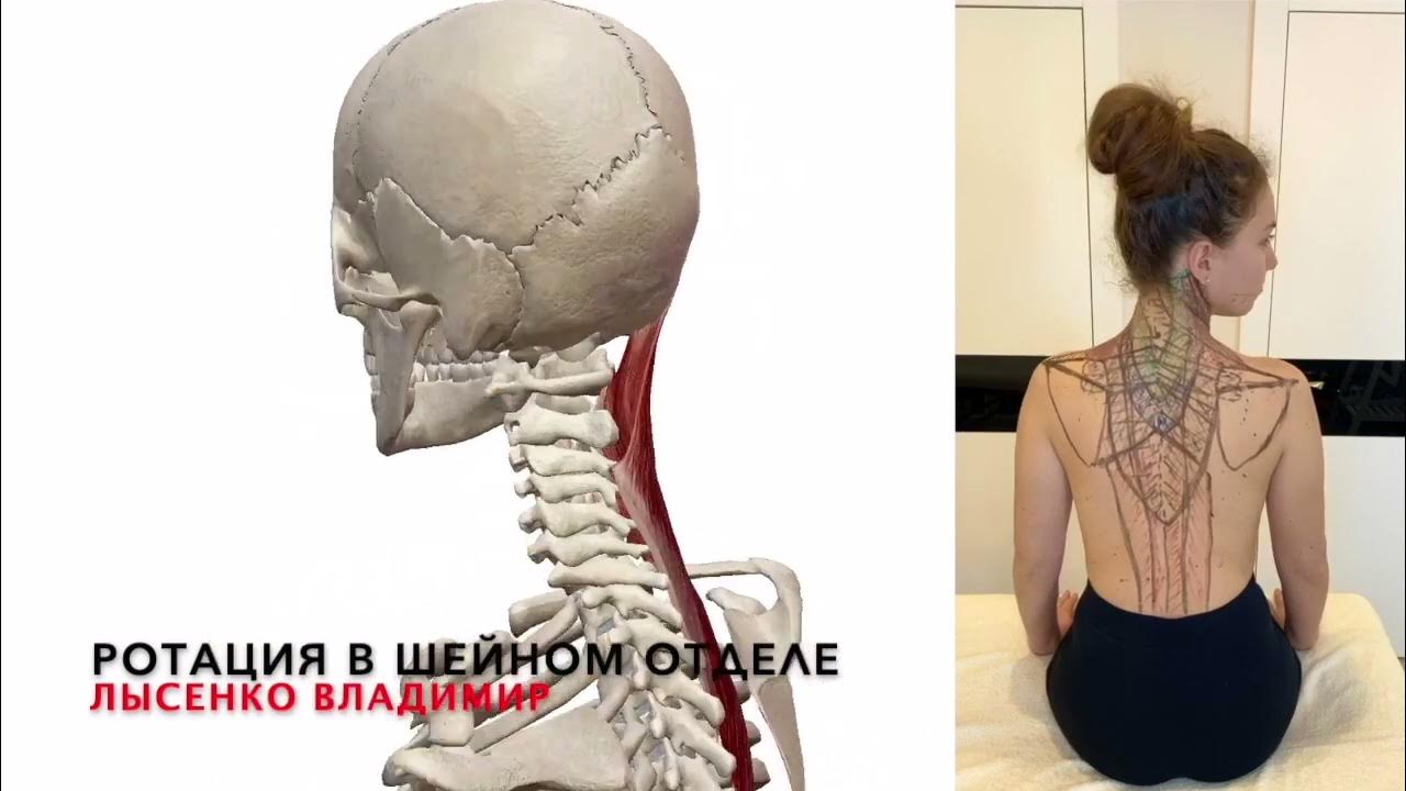 Как происходит ротация (поворот головы) в шейном отделе позвоночника ...