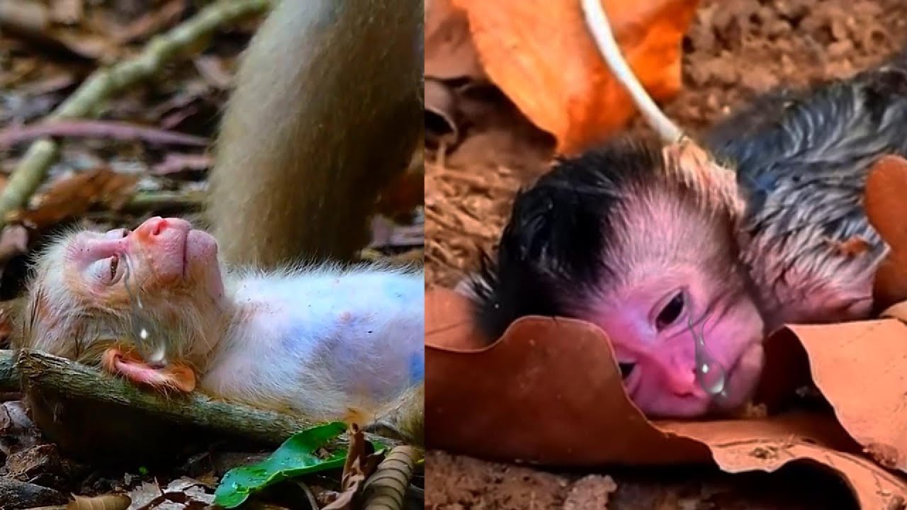 Heartwarming Monkey Moments: Baby Monkey Playing and Exploring ...