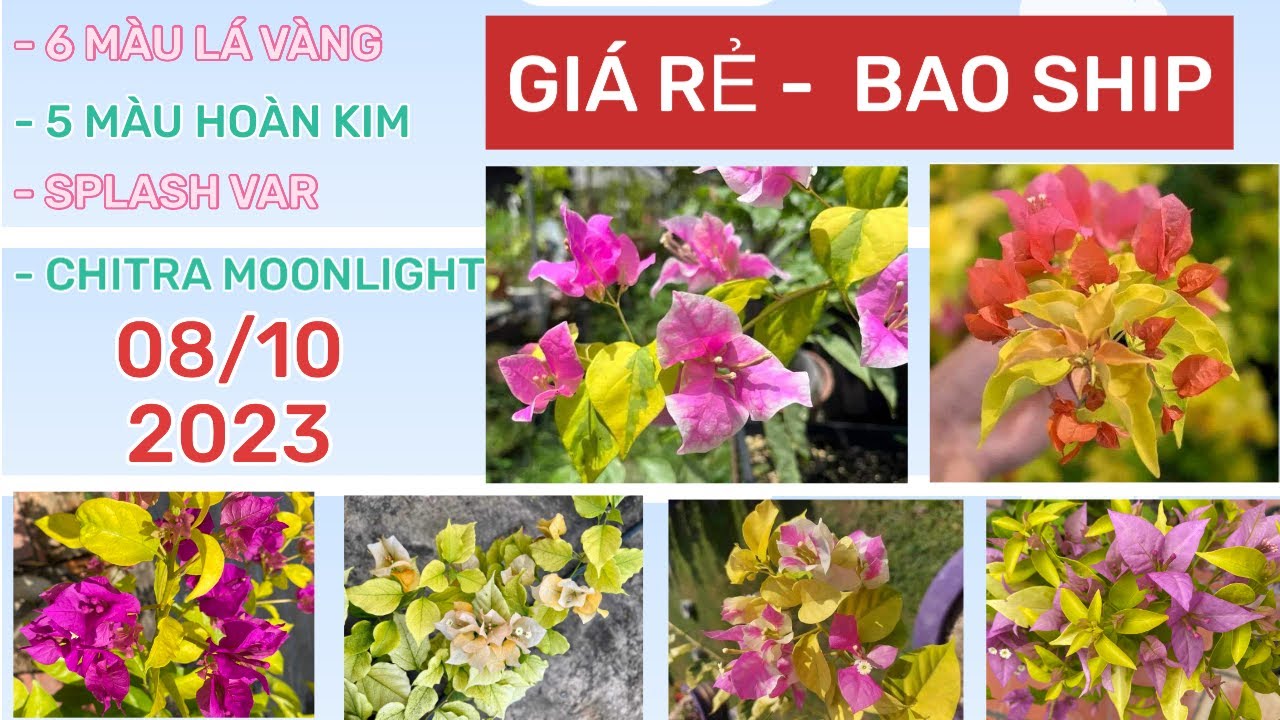 Hoa giấy giống mới:6 màu lá vàng,chitra moonlight,Plash Var,Golden ...