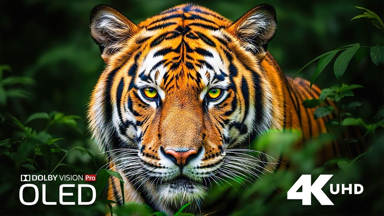 Thrilling Wildlife Moments – Wild Nature & Animal Encounters in 4K ...