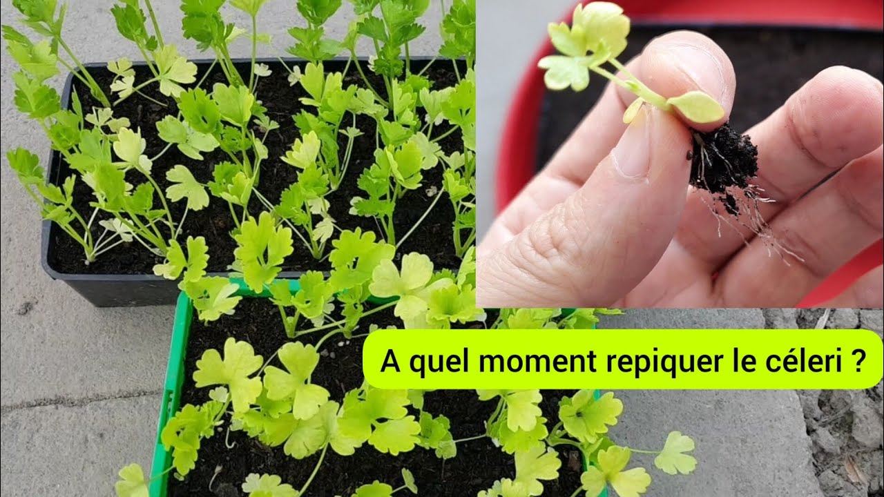 Comment repiquer le céleri en toute simplicité ? 2023 - YouTube