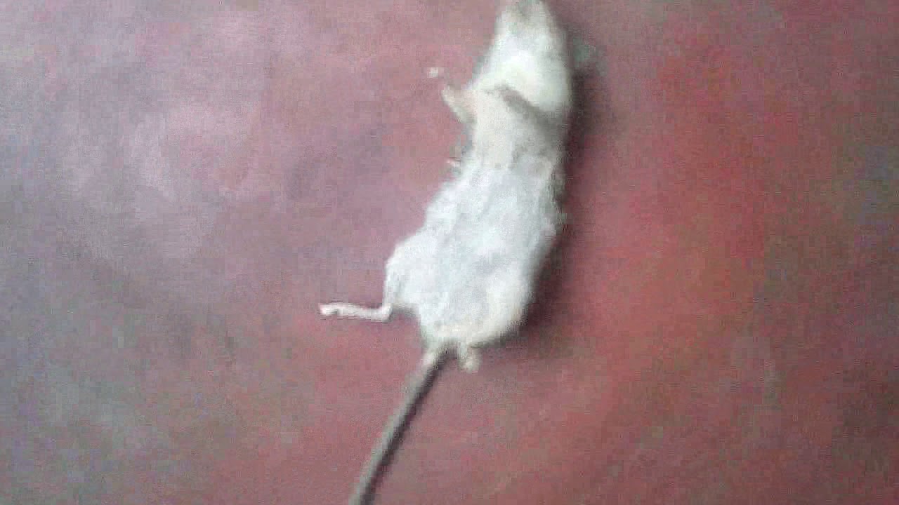 Una rata fea muerta 😱 - YouTube