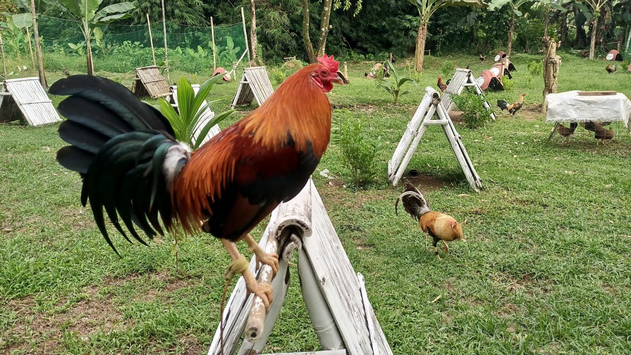 may nanalo na sa pahulugan system, congrats taga Cebu battle stag na ...