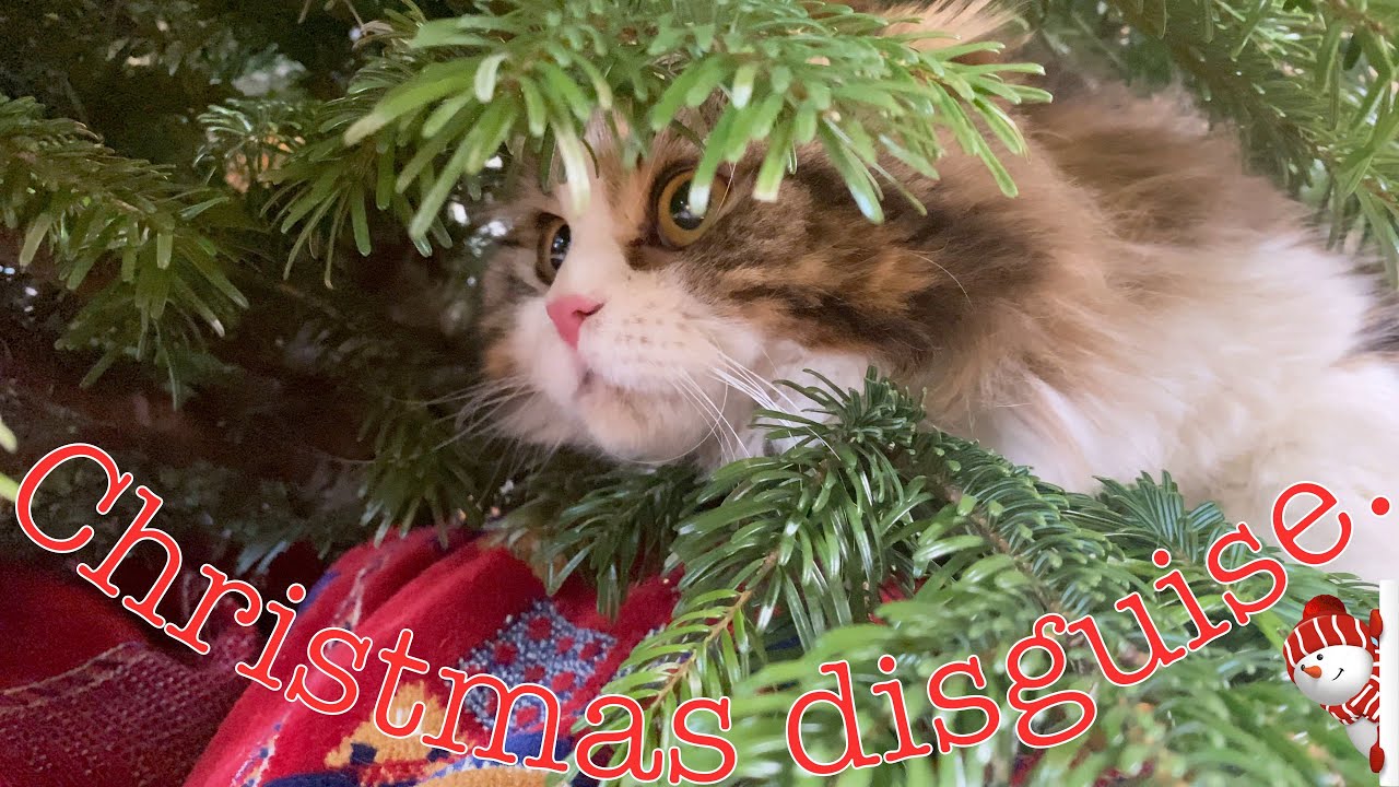Starring Cats and Christmas tree. - YouTube