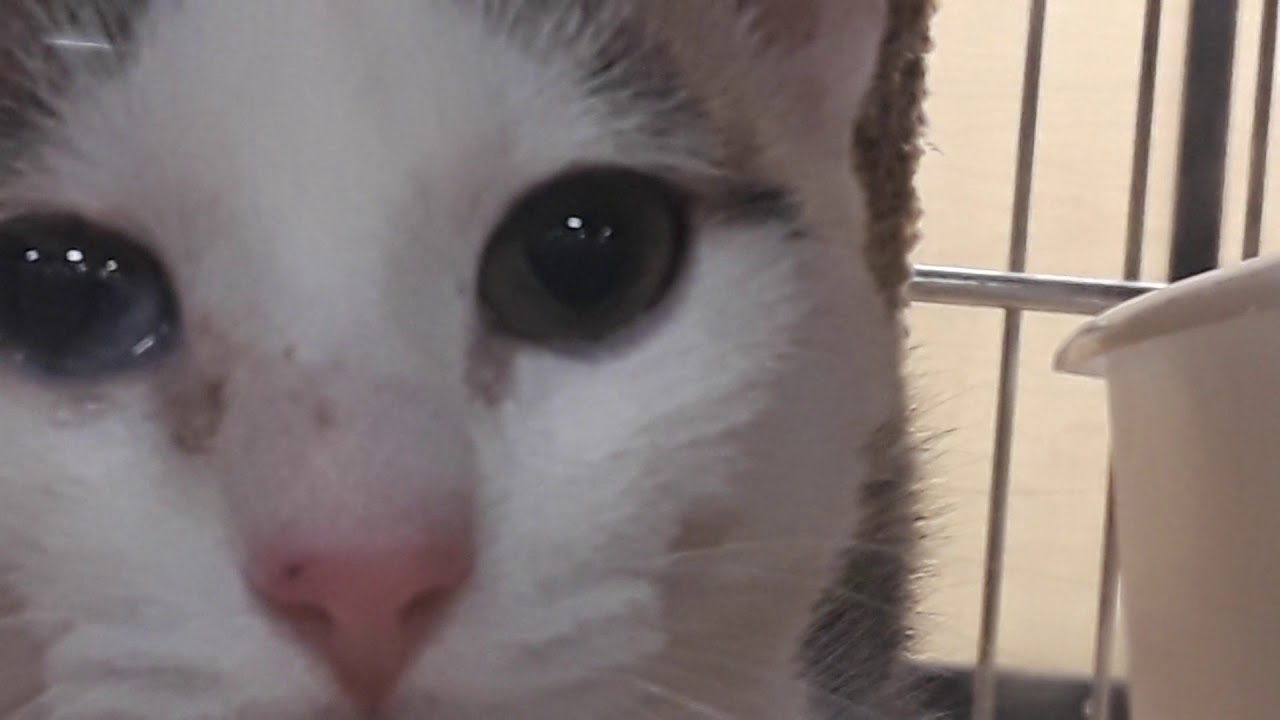 Cat sooo cute😁😁 - YouTube