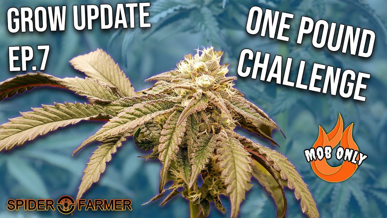 Grow Update 7 One Pound Challenge YouTube grow-update-7-one-pound-challenge-youtube
