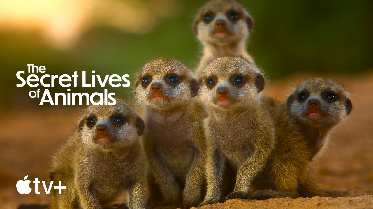 The Secret Lives of Animals — Official Trailer | Apple TV+ - YouTube
