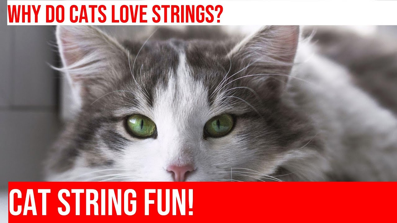 Cats' Enchanting String Serenades: Exploring Feline Fascination with ...