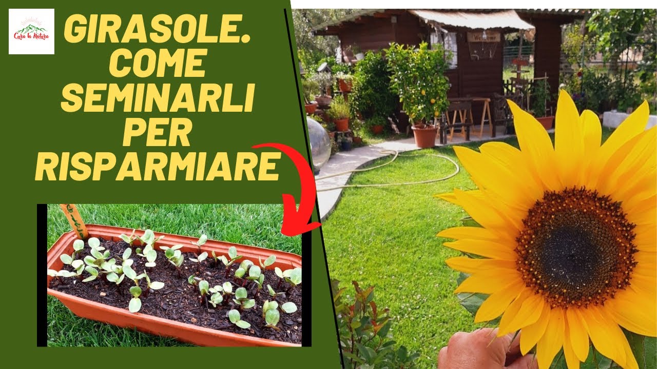 Girasole - Come Seminare I Semi Di Girasoli Per RISPARMIARE SOLDI - YouTube