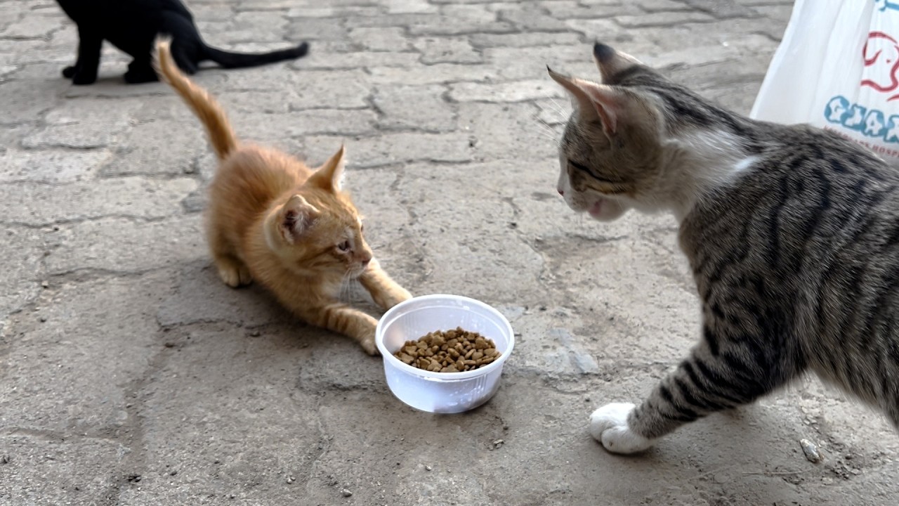 These Colorful Kittens Are Very Friendly And Brave! 🙀 - YouTube
