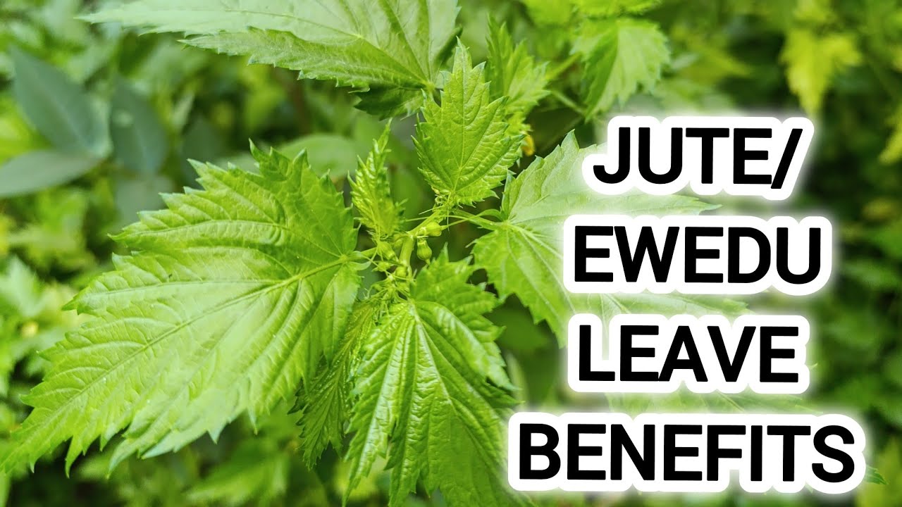 JUTE/EWEDU leaves Benefits & power to heal your body .#life #garden # ...
