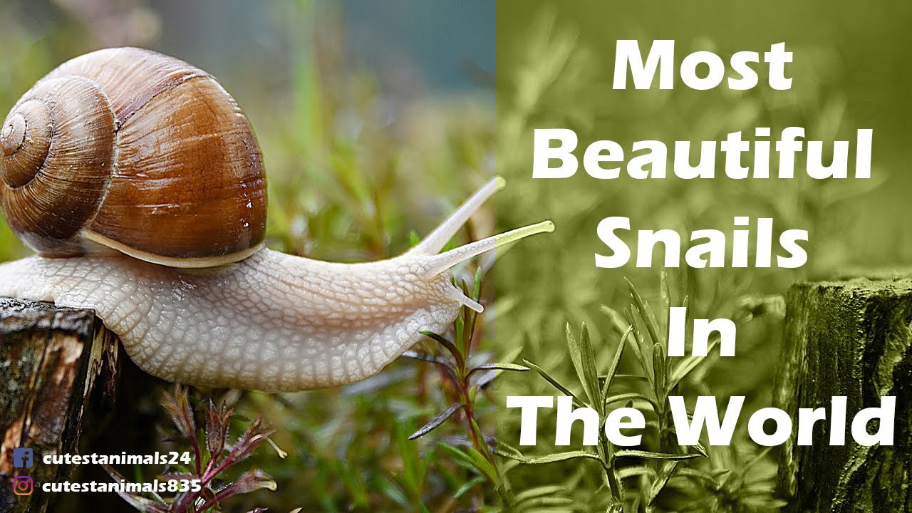 Most Beautiful Snail