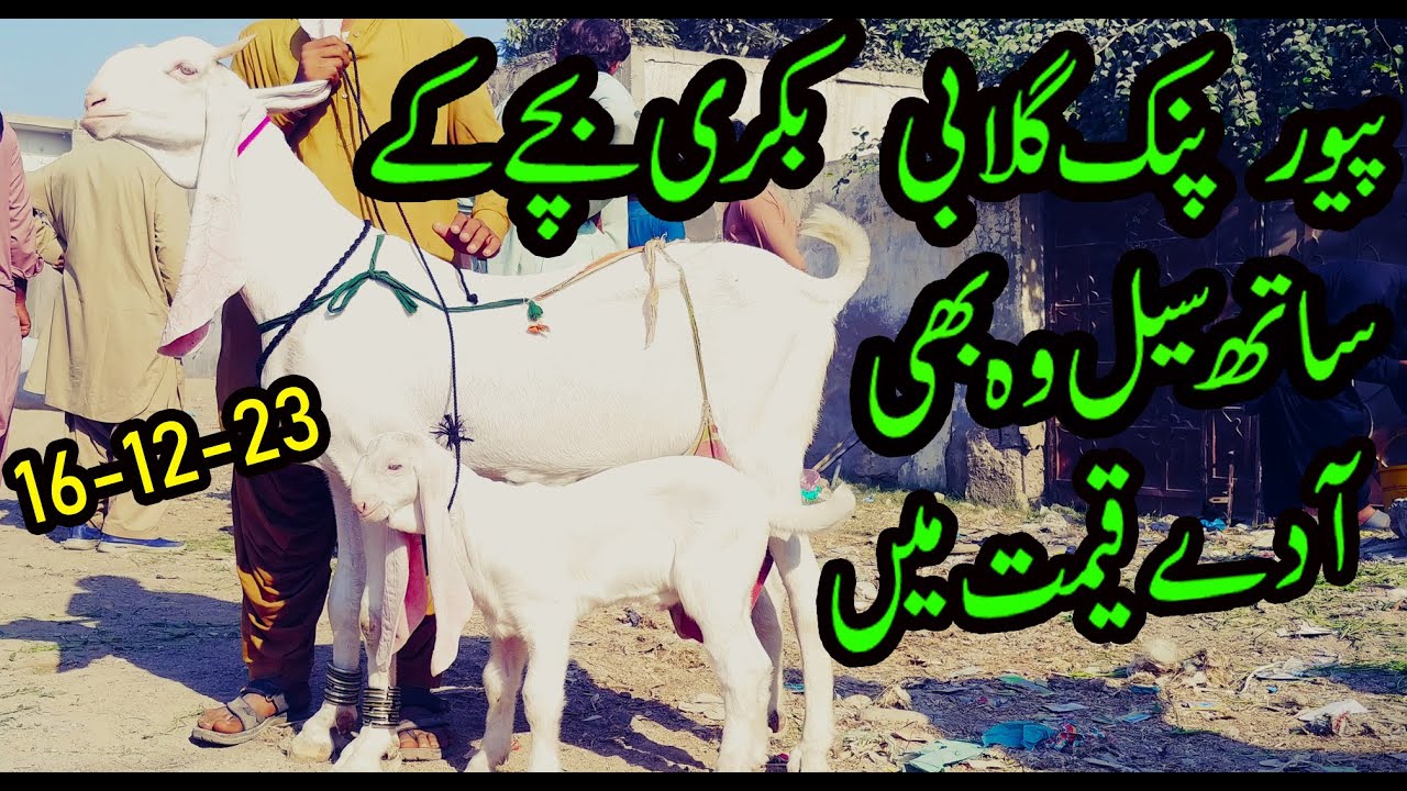 Gulabi Bakra Sale | Hub Chowki Bakra Mandi | BAKRA MANDI 2023 | BY ...