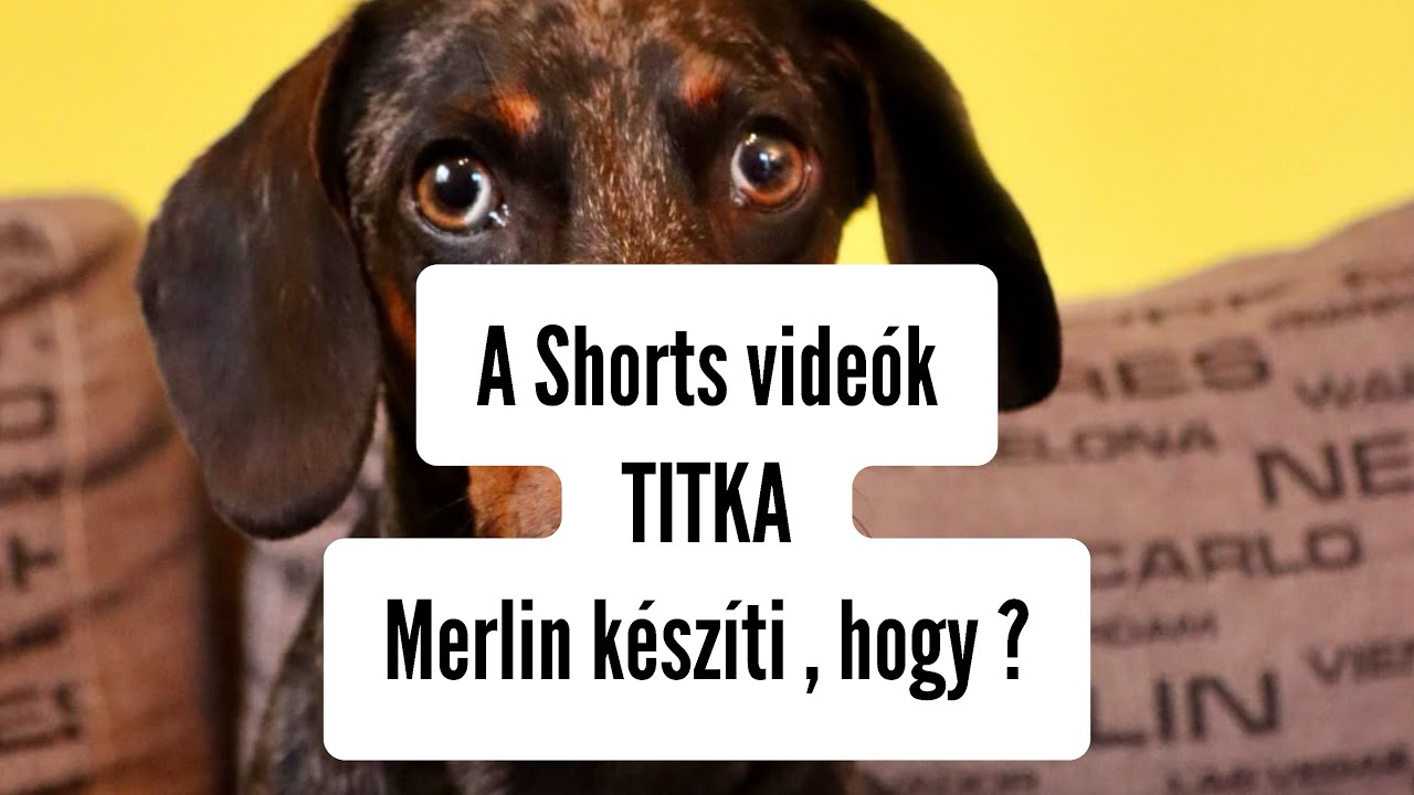 Merlin SHORTS videók -TITKAI 😱🐶 #merlinkalandok - YouTube