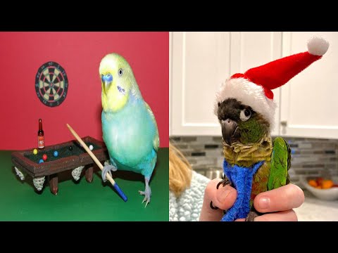 GÜLMEKTEN KIRILACAĞINIZ 🦜YARAMAZ ŞİRİN KOMİK PAPAĞAN VİDEOLARI 🤣 (Don't try to stop laughing)