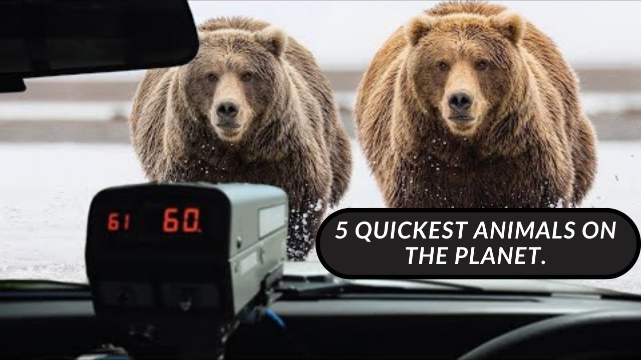 These Are The 5 Fastest Animals On Earth. - YouTube