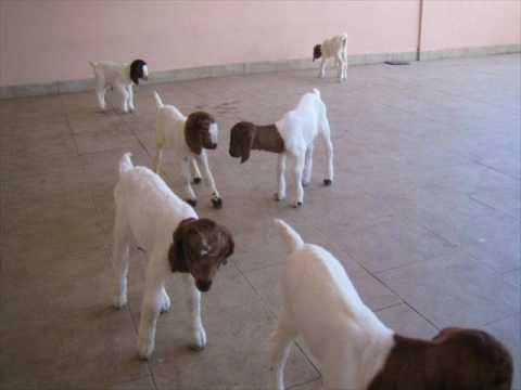 Baby Boer Goats - YouTube