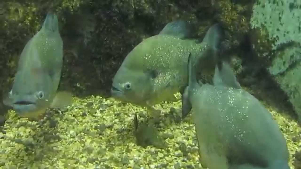 Pirañas (pygocentrus cariba) en Bioparque los Ocarros, Villavicencio ...