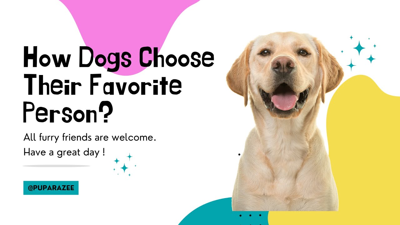 Canine Secret Exposed: How Dogs Choose Their Favorite Human? - YouTube