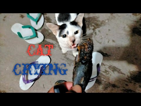 This wild cat is crying because it is hungry, please friends 1 million ...