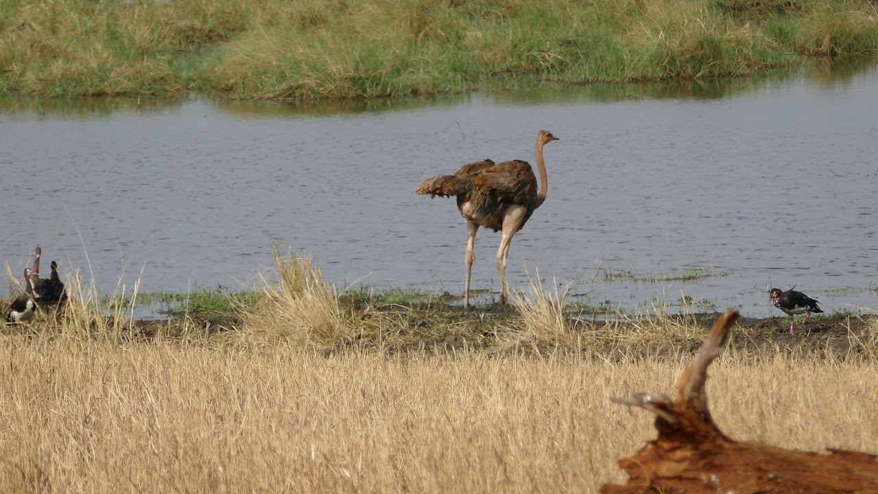 Ostrich drinking at Silale Swamp, Tarangire National Park, Tanzania ...