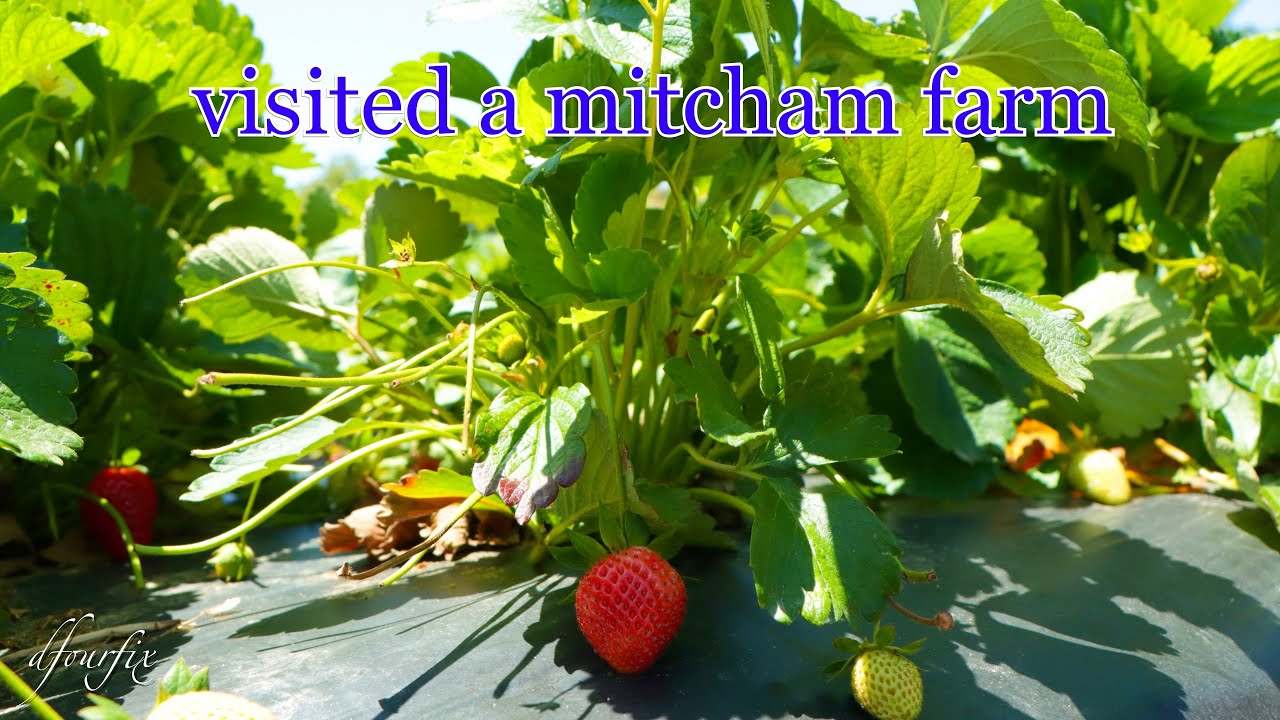 visited mitcham farm - YouTube