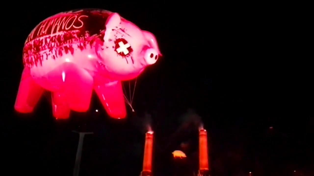 Algie, Pink Floyd Pig - YouTube