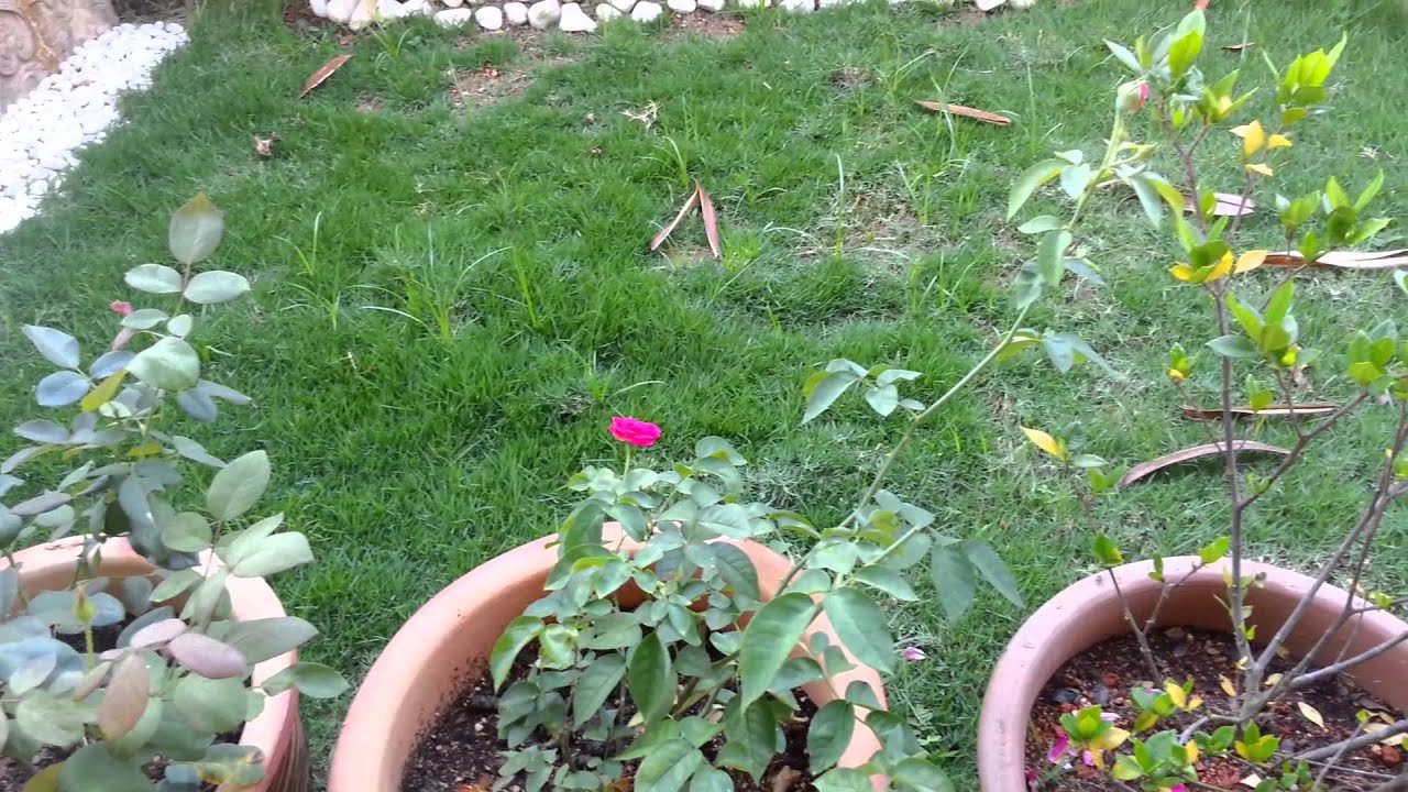 My Mini English Roses Garden.. - YouTube