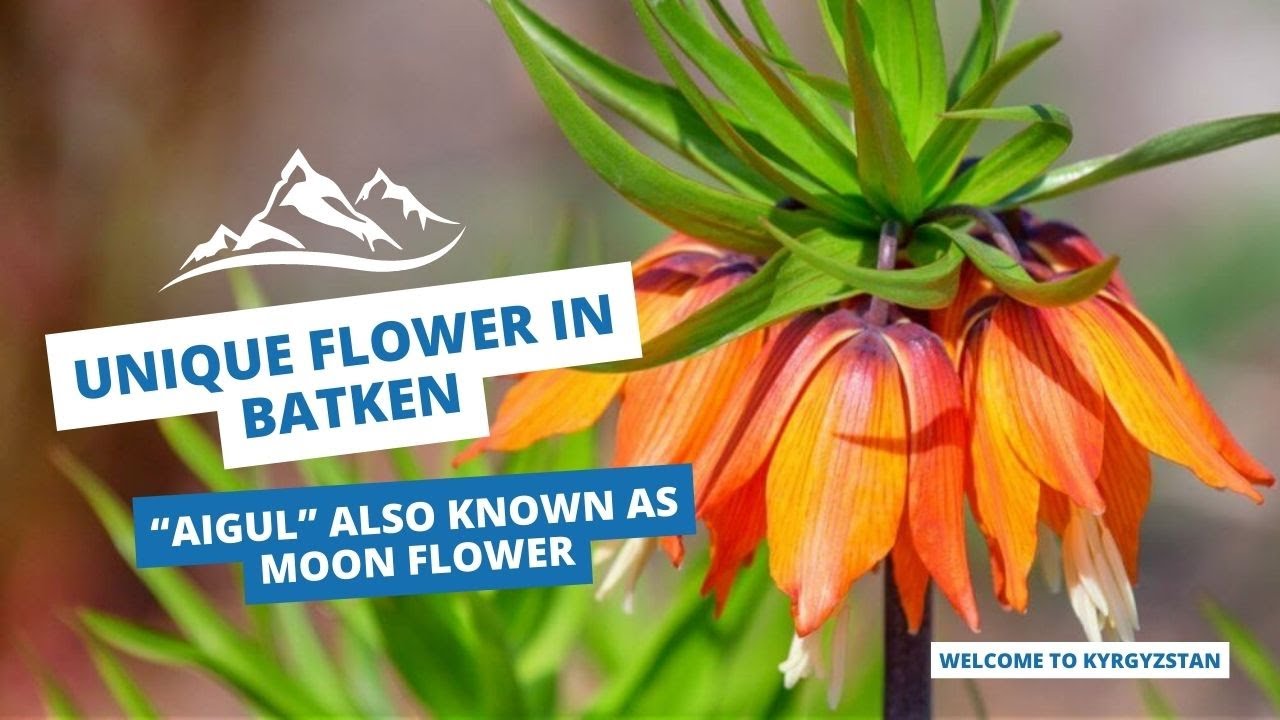 Unique flower in Batken - “Aigul” also known as Moon flower | Welcome ...