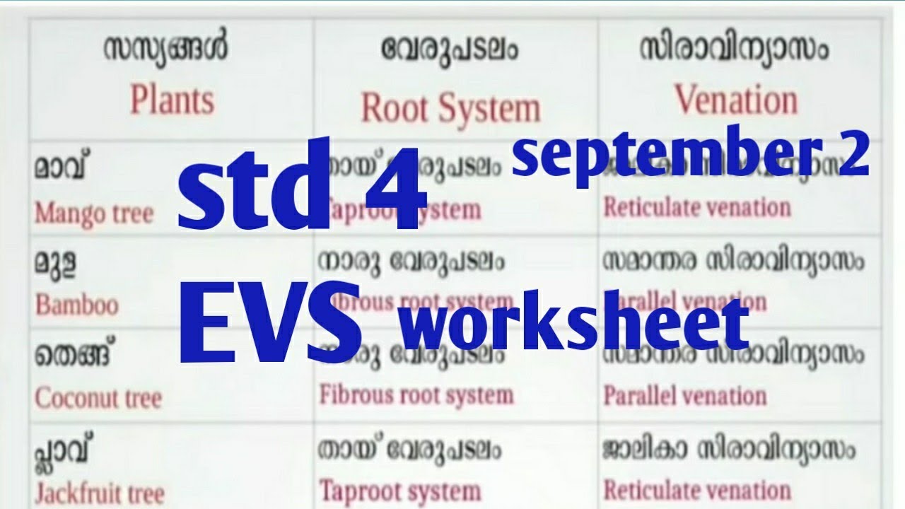 Evs worksheet std 4/relationship between root system and venation - YouTube