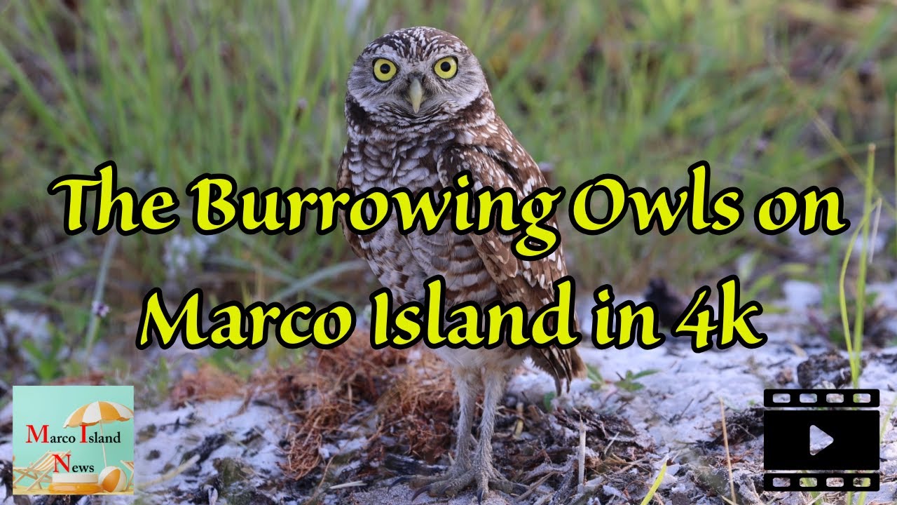 The Burrowing Owls on Marco Island in 4k Marco Island News - YouTube