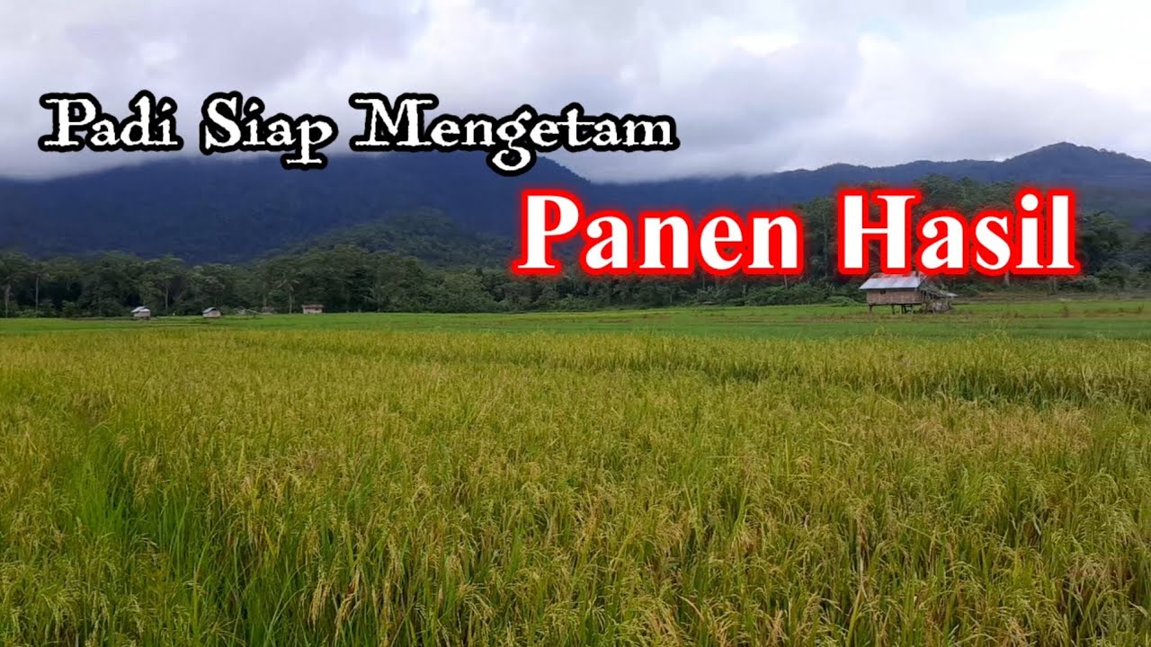 Tradisi Sebelum Mengetam - YouTube