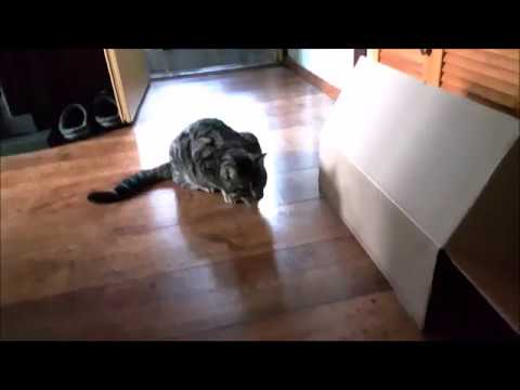 My cat locks himself up in cardboard box - YouTube
