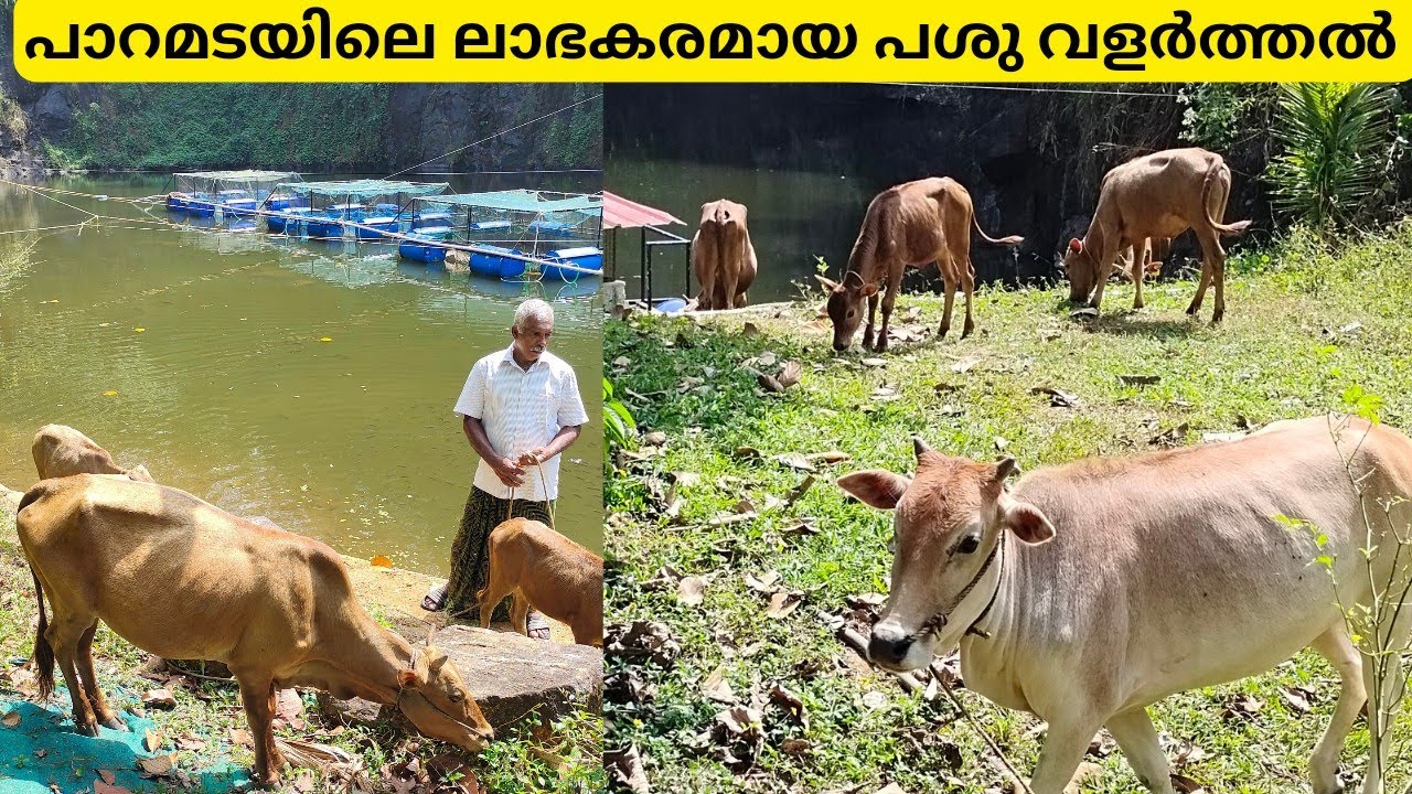 തീറ്റ വില കൂടിയാലും,ഈ കർഷകന് പശു വളർത്തൽ ലാഭമാണ്|Dairy Farming|Native ...