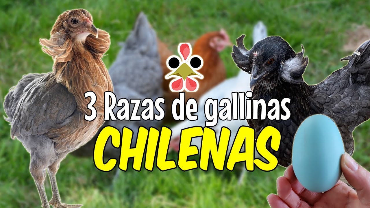 3 razas de gallinas históricas de Chile 🐔 - YouTube