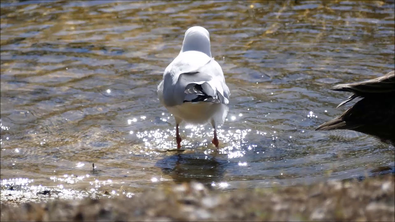 Strange Seagull Behaviour - YouTube