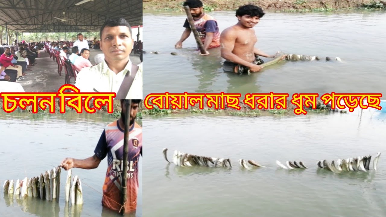 চলন বিলে বোয়াল মাছ ধরার ধুম পড়েছে | Boal fishing video in Chalon Bill ...