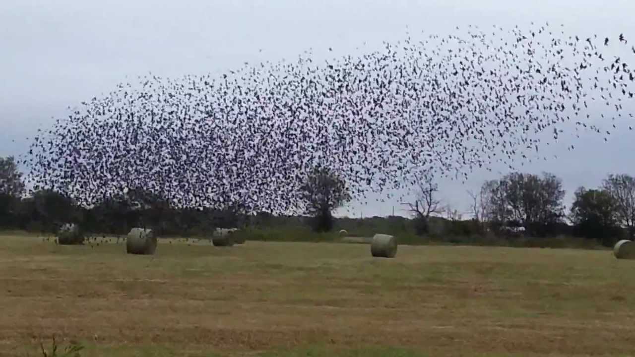 Huge flock of European starlings at Hornsby Bend - YouTube