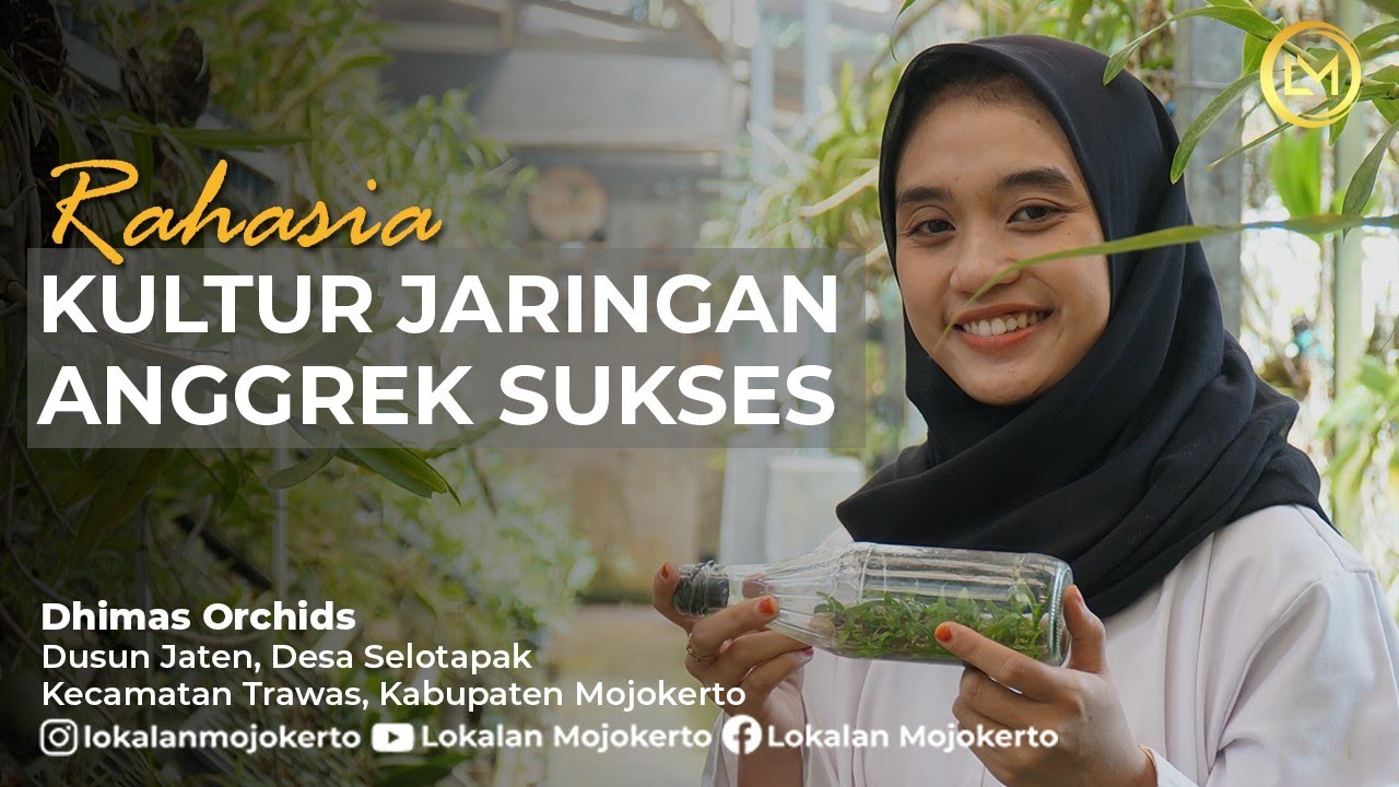 Rahasia Kultur Jaringan Anggrek Sukses - YouTube